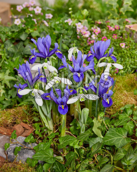 Galanthus elwesii Mount Everest®, Iris reticulata Harmony | Visions Pictures